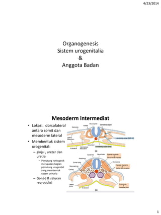 Turunan-mesoderm-urogenital-limb-2014.pdf