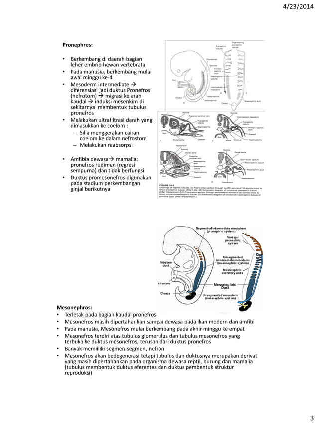 Turunan-mesoderm-urogenital-limb-2014.pdf