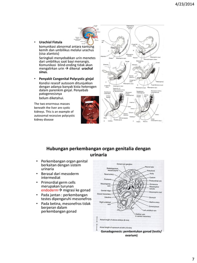 Turunan-mesoderm-urogenital-limb-2014.pdf