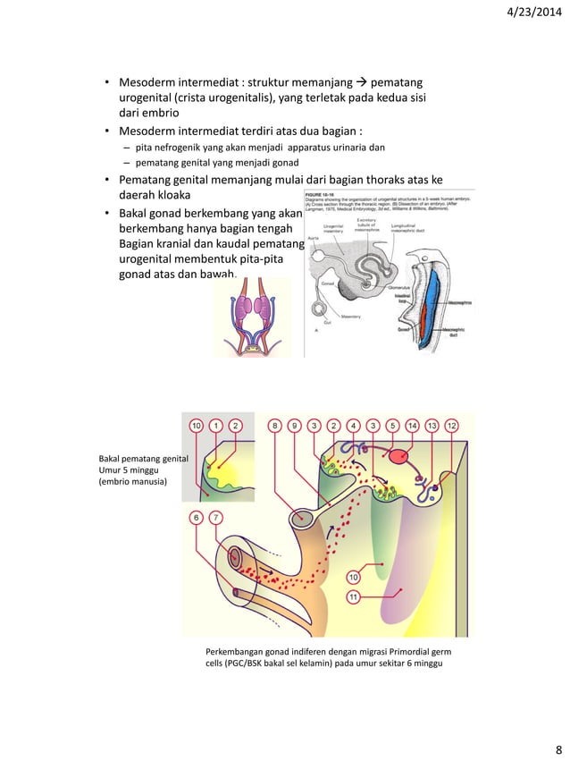 Turunan-mesoderm-urogenital-limb-2014.pdf