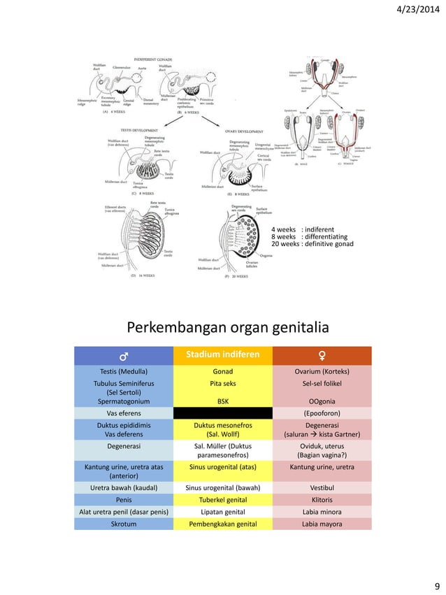 Turunan-mesoderm-urogenital-limb-2014.pdf