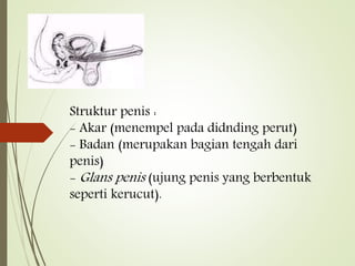Sistem reproduksi pria (wafa, kharisma) | PPTX