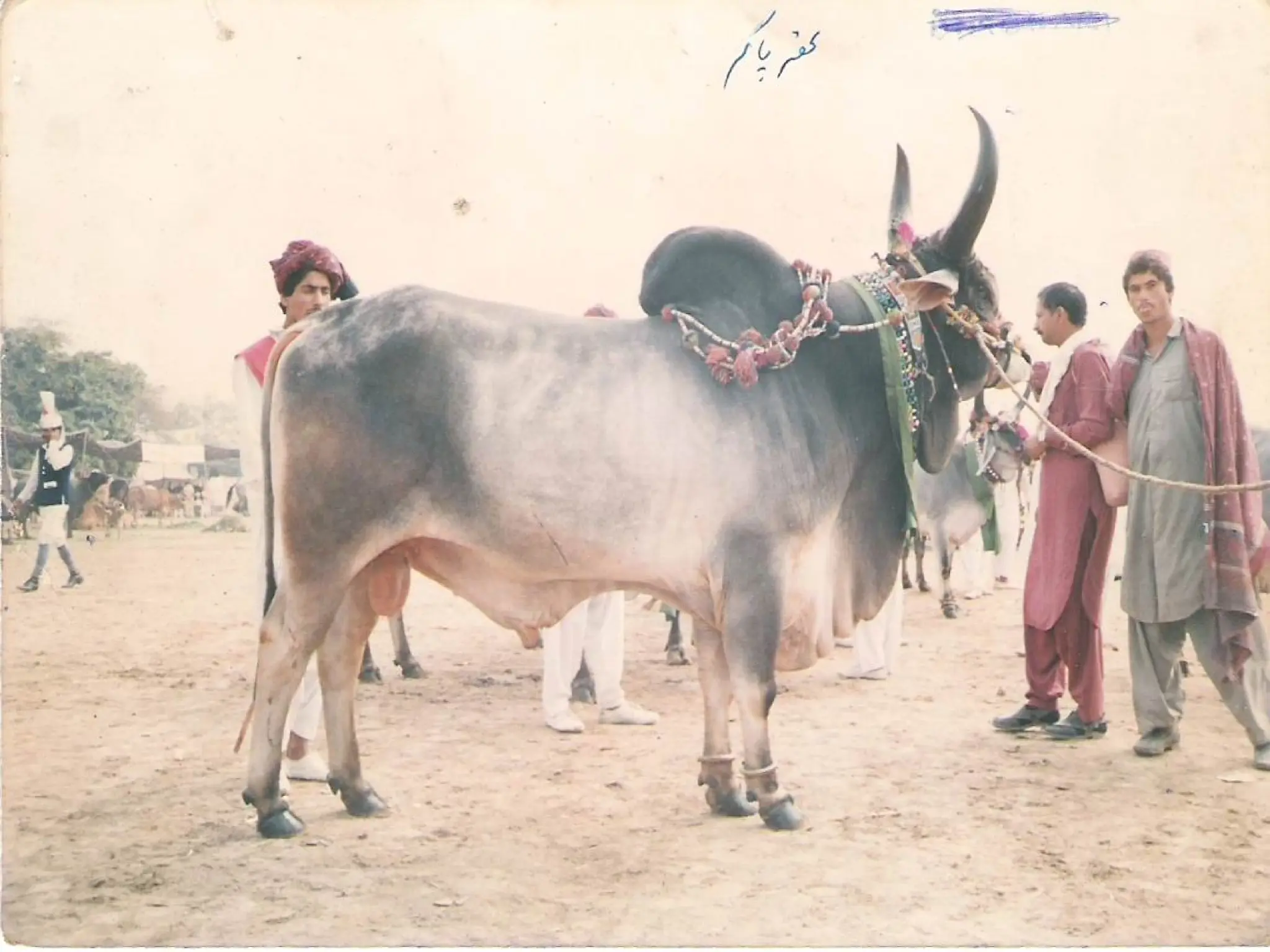 3 LOCAL CATTLE BREEDS FOR BEEF 25-09-2014 mid.pptx