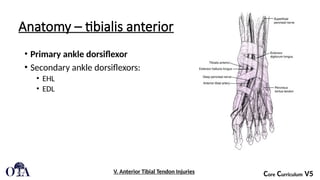 3 Lower Extremity Foot and Ankle Ligamentous Tendon Injuries about the ...