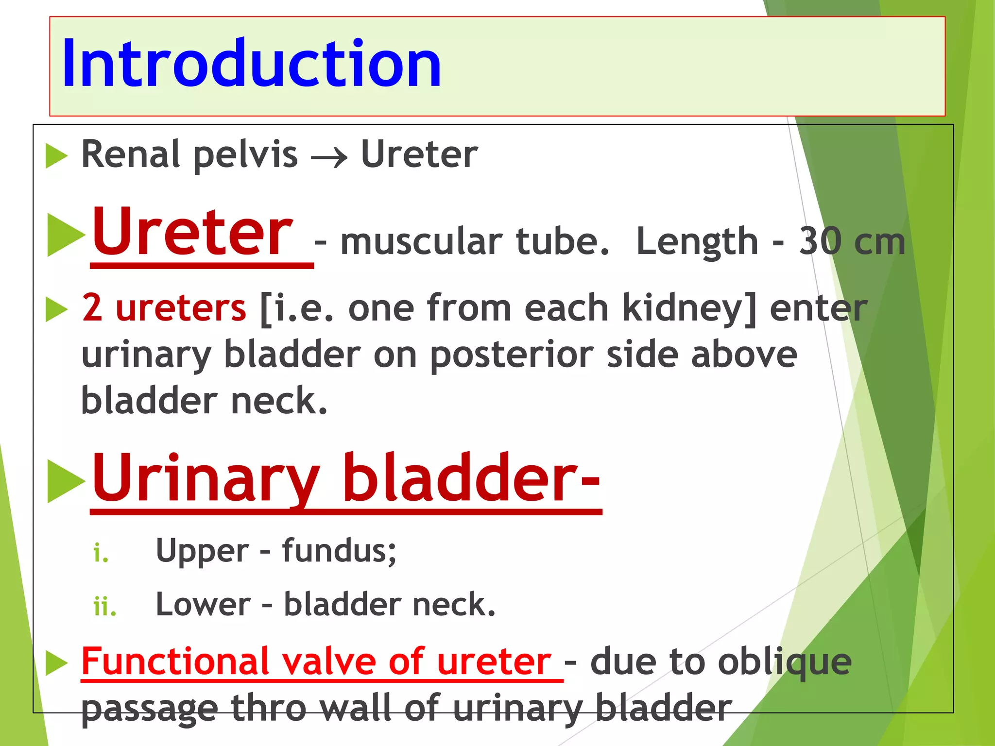Lower urinary tract | PPTX