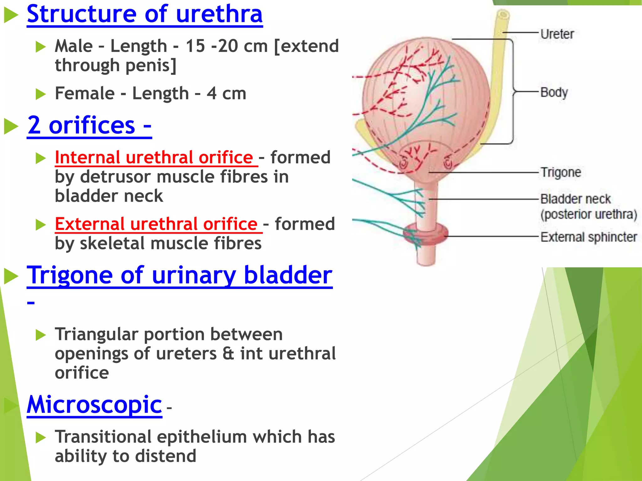 Lower urinary tract | PPTX