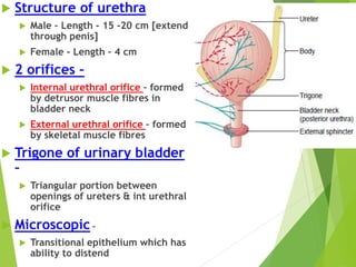 Lower urinary tract | PPTX