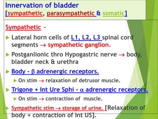 Lower urinary tract | PPTX