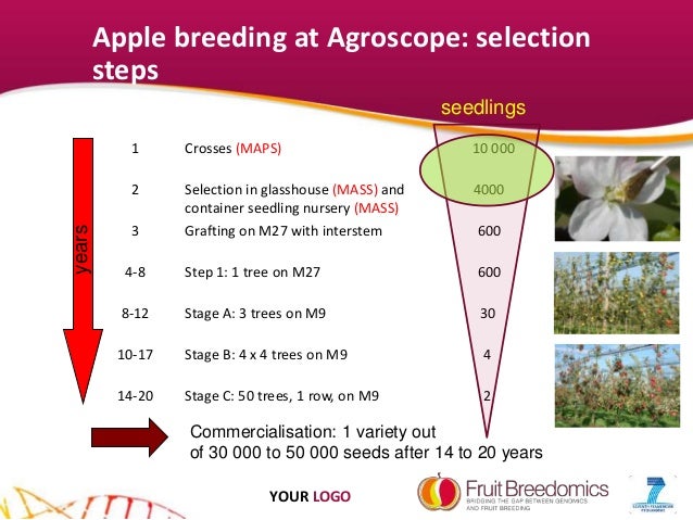 3 mab apple kellerhals markus