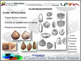Macrofósiles parte I | PPSX