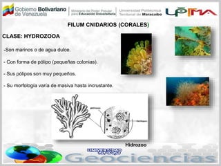 Macrofósiles parte I | PPSX