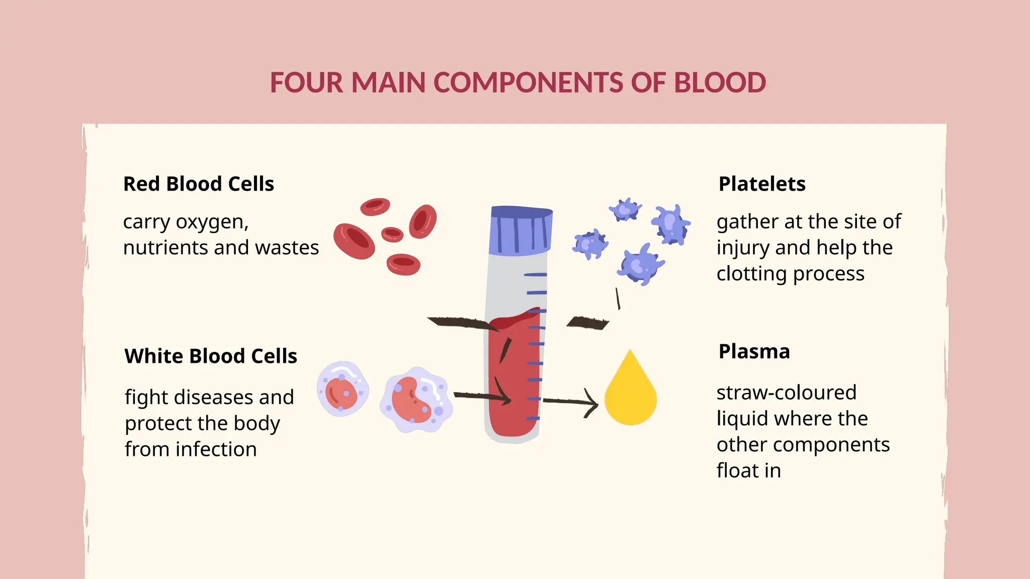 3 main organ system of a human body.pptx