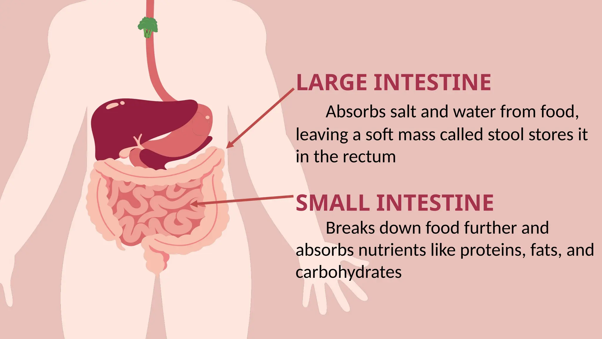 3 main organ system of a human body.pptx