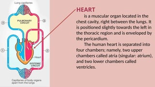 3 main organ system of a human body.pptx