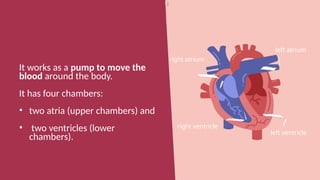 3 main organ system of a human body.pptx
