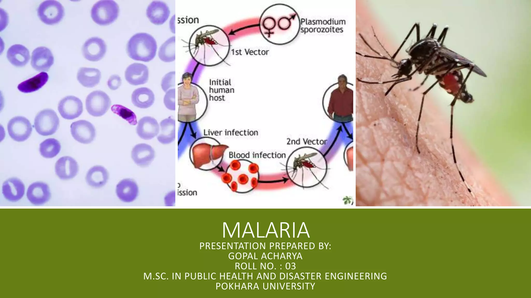 3 malaria ppt | PPTX