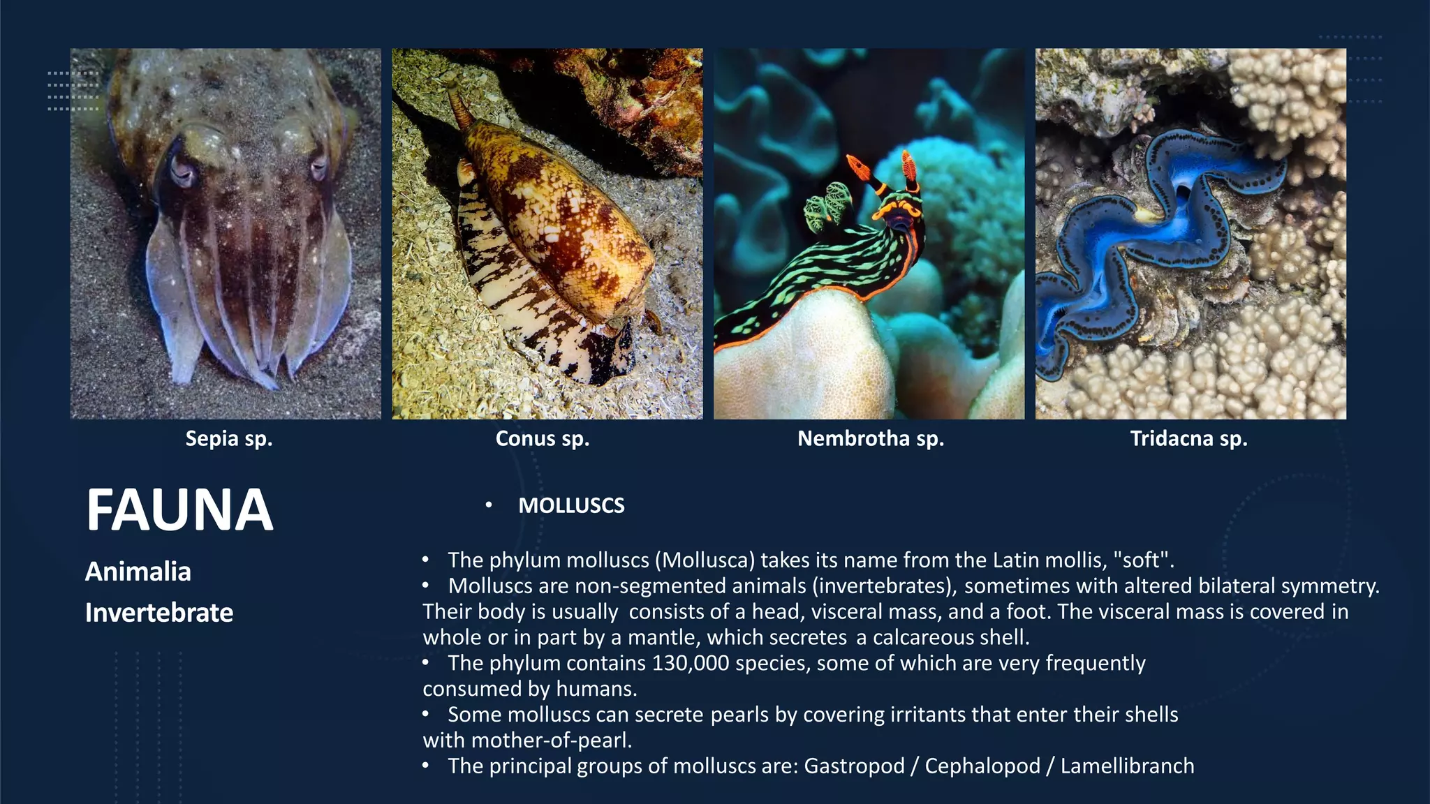 3_Marine biology & ecology_MARINE FLORA FAUNA CLASSIFICATION.pdf