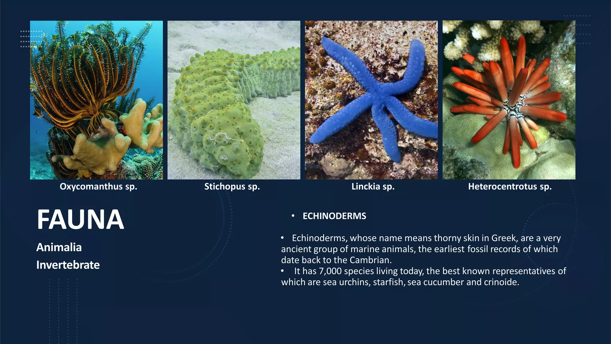 3_Marine biology & ecology_MARINE FLORA FAUNA CLASSIFICATION.pdf | Fish ...
