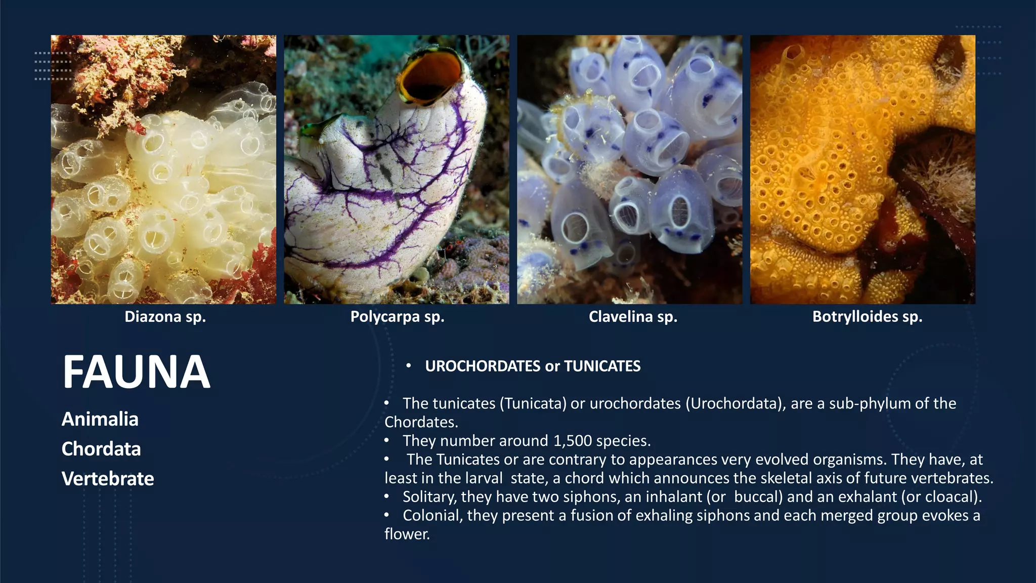 3_Marine biology & ecology_MARINE FLORA FAUNA CLASSIFICATION.pdf