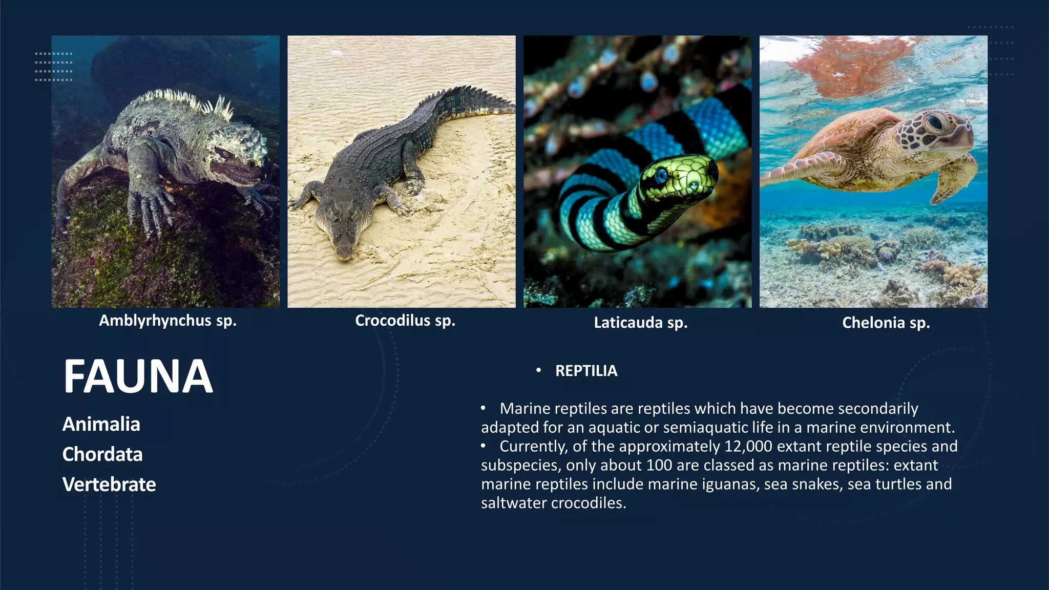 3_Marine biology & ecology_MARINE FLORA FAUNA CLASSIFICATION.pdf | Fish ...