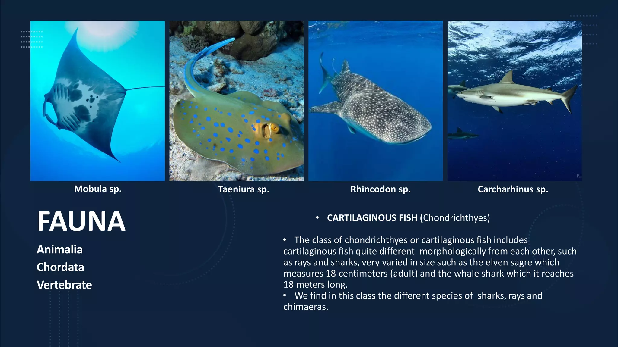 3_Marine biology & ecology_MARINE FLORA FAUNA CLASSIFICATION.pdf | Fish ...