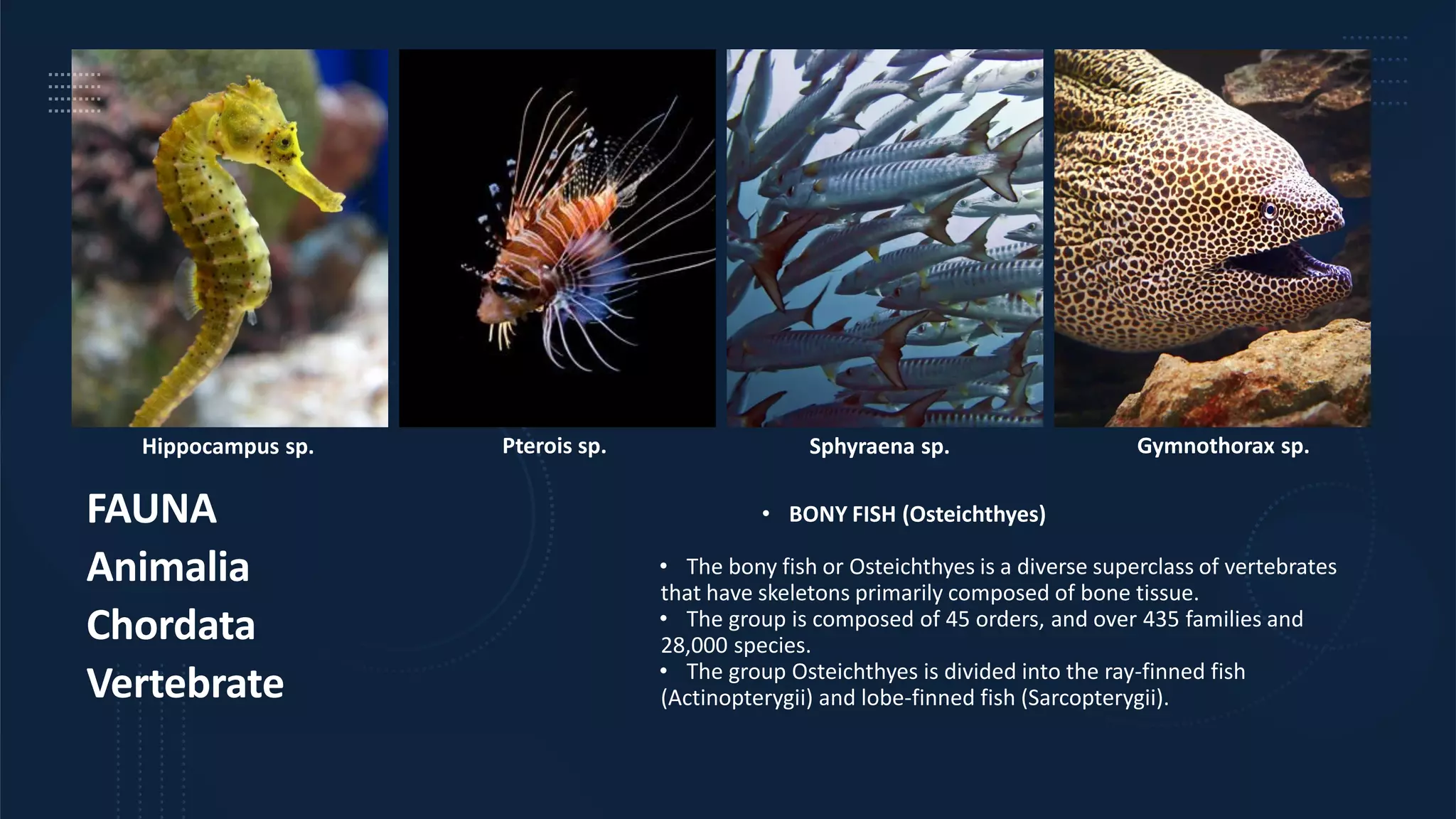 3_Marine biology & ecology_MARINE FLORA FAUNA CLASSIFICATION.pdf