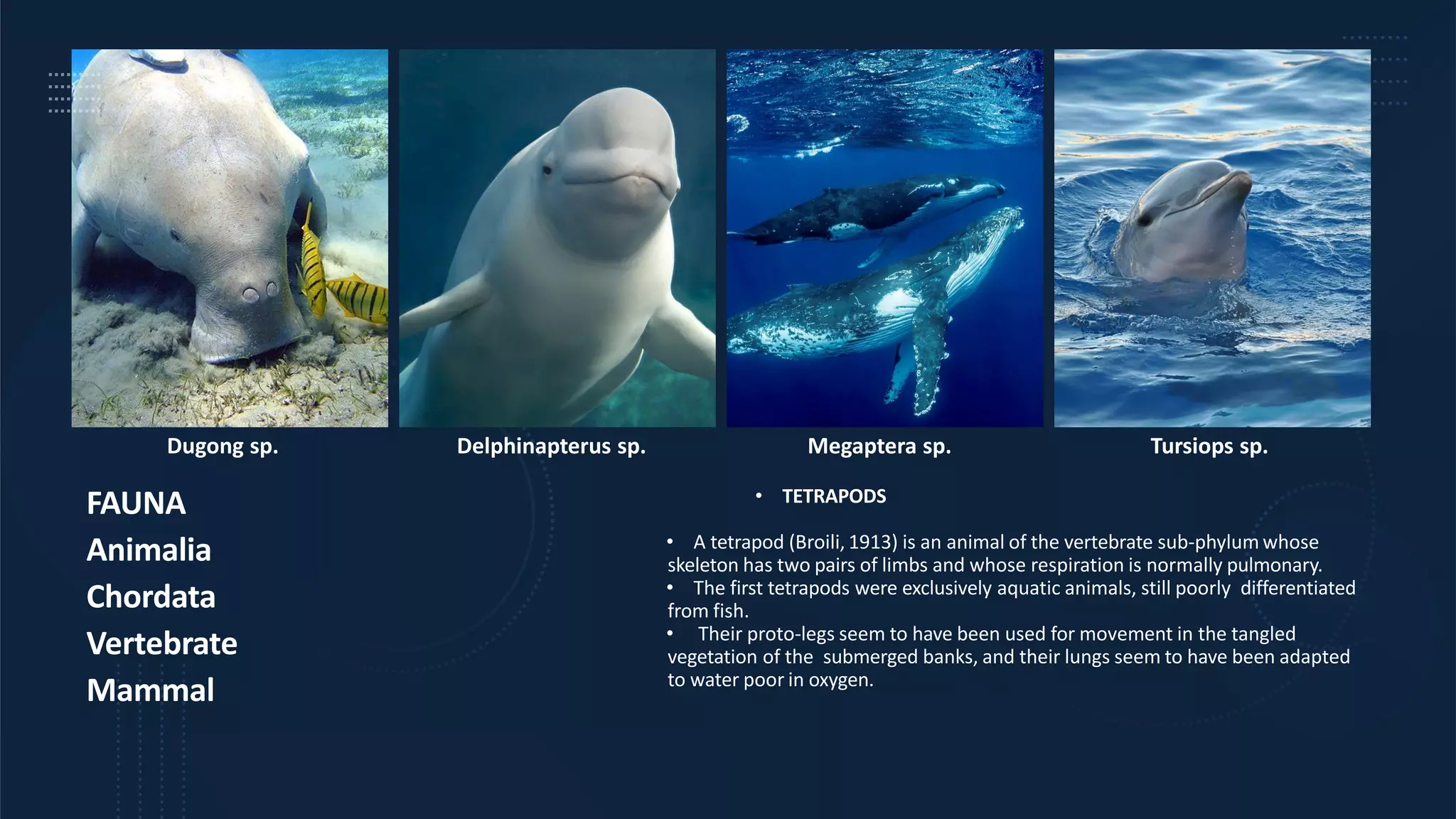 3_Marine biology & ecology_MARINE FLORA FAUNA CLASSIFICATION.pdf | Fish ...