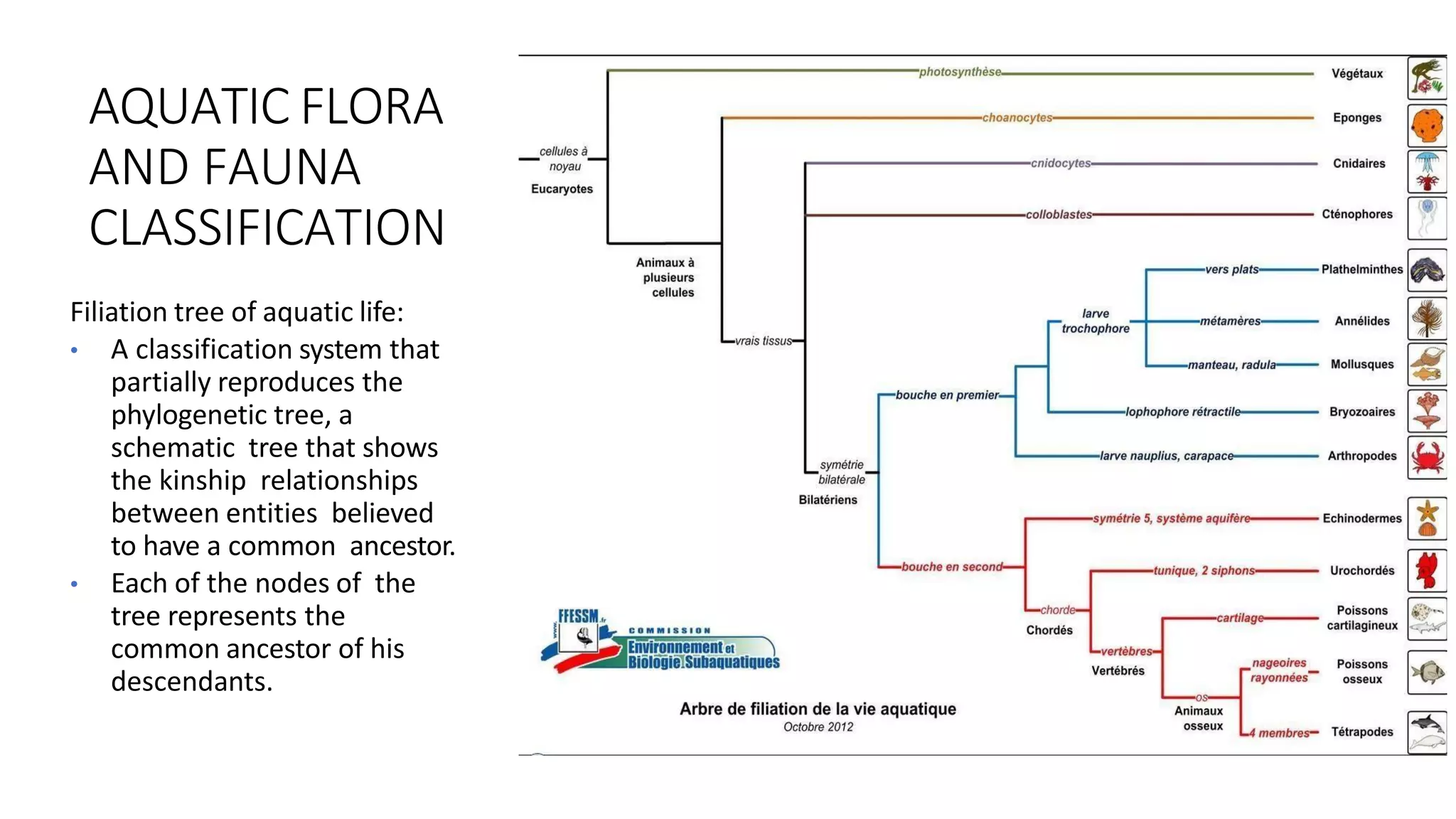 3_Marine biology & ecology_MARINE FLORA FAUNA CLASSIFICATION.pdf