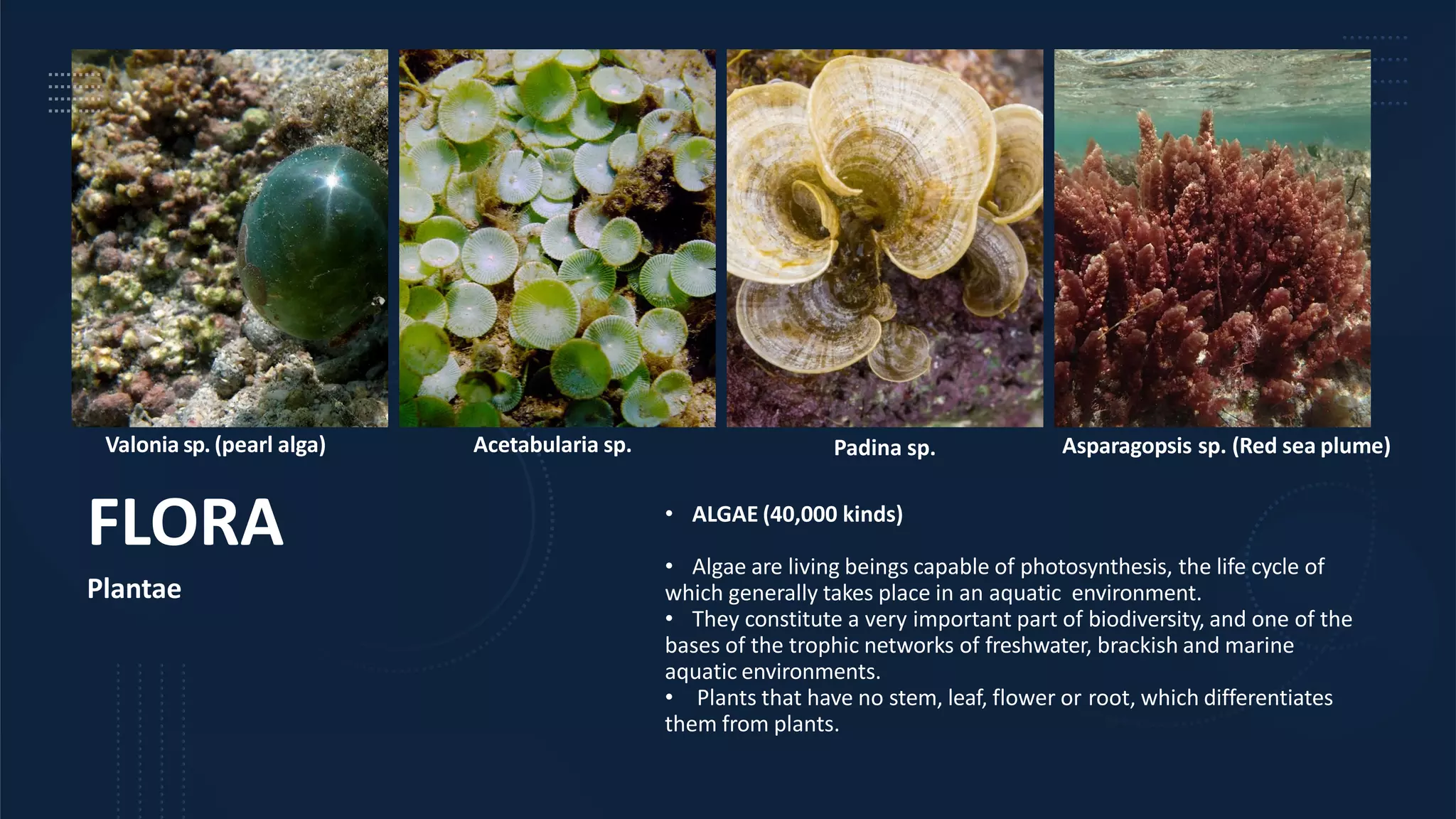 3_Marine biology & ecology_MARINE FLORA FAUNA CLASSIFICATION.pdf | Fish ...