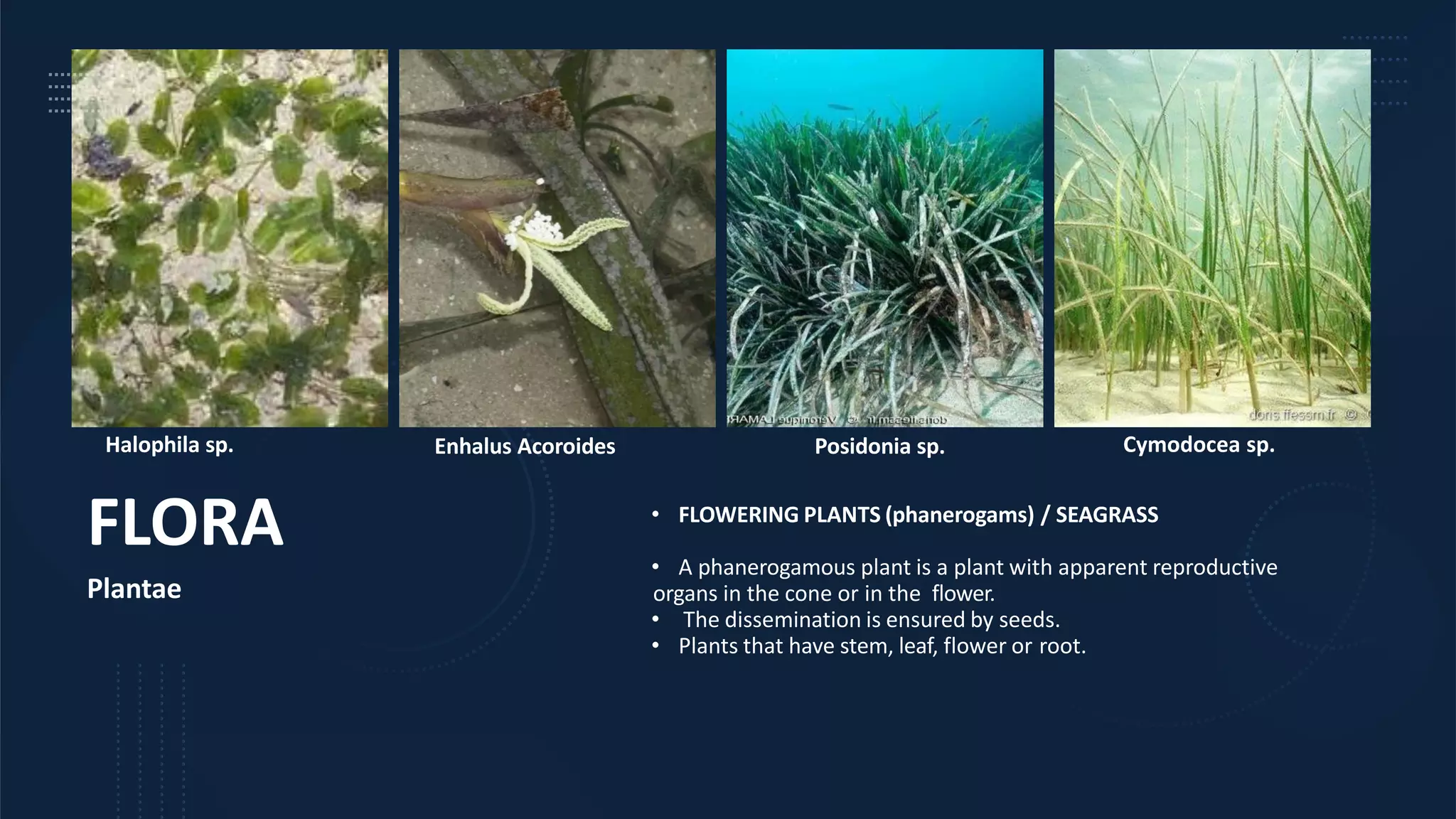 3_Marine biology & ecology_MARINE FLORA FAUNA CLASSIFICATION.pdf | Fish ...