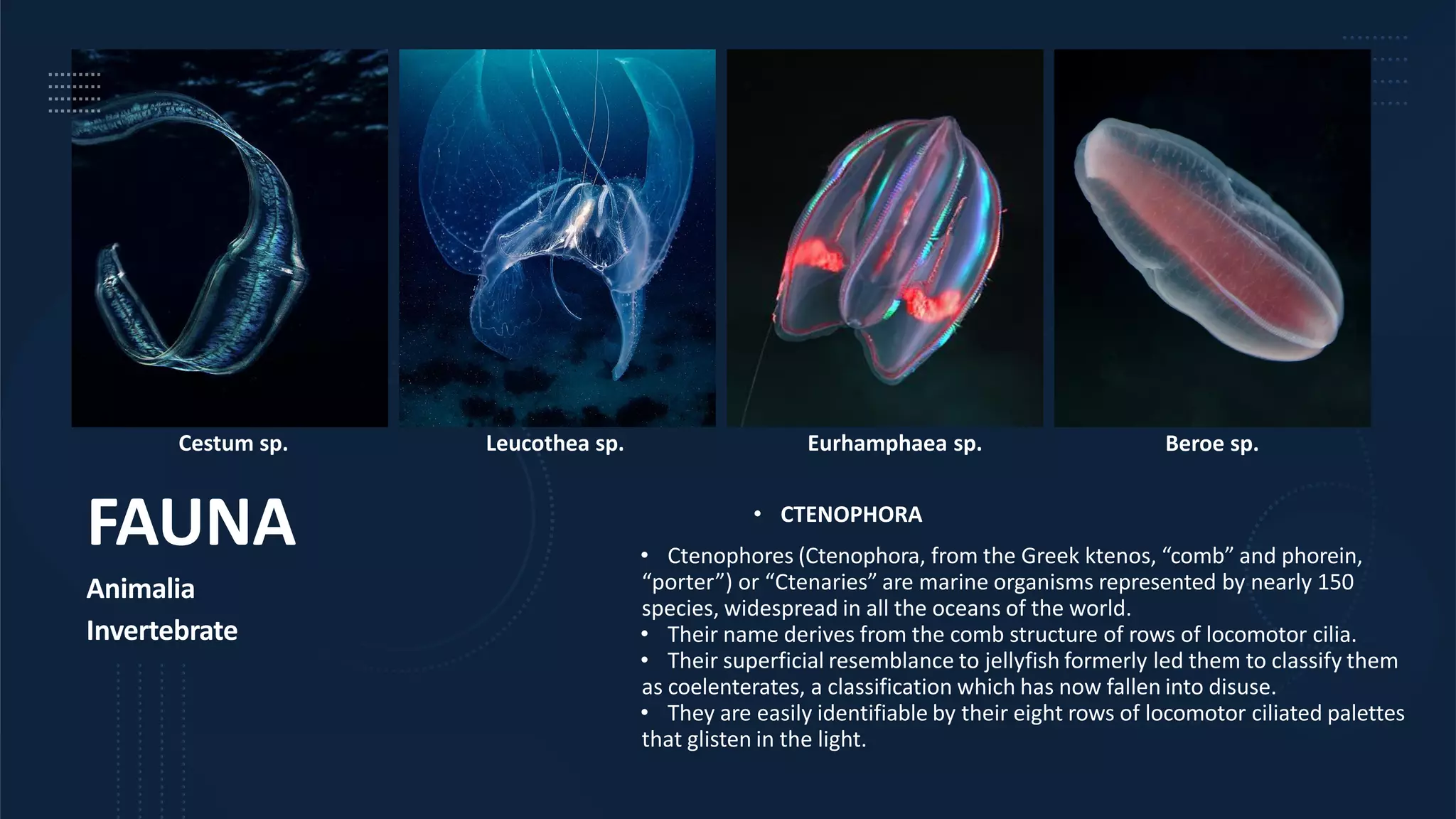 3_Marine biology & ecology_MARINE FLORA FAUNA CLASSIFICATION.pdf | Fish ...