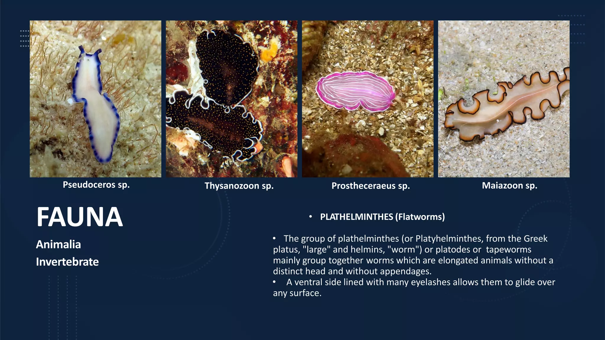 3_Marine biology & ecology_MARINE FLORA FAUNA CLASSIFICATION.pdf | Fish ...