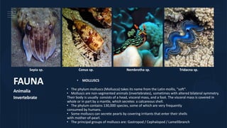 3_Marine biology & ecology_MARINE FLORA FAUNA CLASSIFICATION.pdf | Fish ...