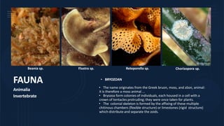 3_Marine biology & ecology_MARINE FLORA FAUNA CLASSIFICATION.pdf | Fish ...