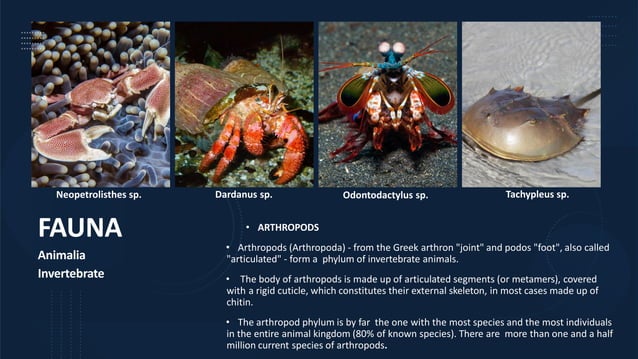 3_Marine biology & ecology_MARINE FLORA FAUNA CLASSIFICATION.pdf | Fish ...