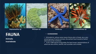 3_Marine biology & ecology_MARINE FLORA FAUNA CLASSIFICATION.pdf