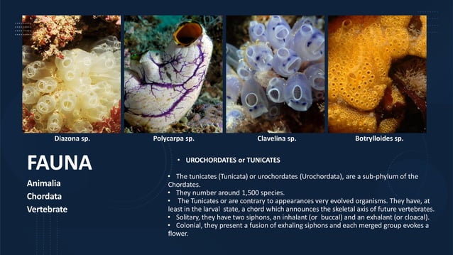 3_Marine biology & ecology_MARINE FLORA FAUNA CLASSIFICATION.pdf | Fish ...