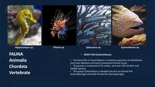 3_Marine biology & ecology_MARINE FLORA FAUNA CLASSIFICATION.pdf | Fish ...