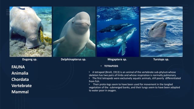 3_Marine biology & ecology_MARINE FLORA FAUNA CLASSIFICATION.pdf