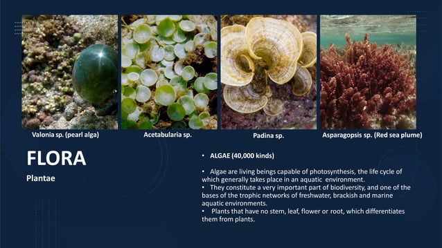 3_Marine biology & ecology_MARINE FLORA FAUNA CLASSIFICATION.pdf | Fish ...