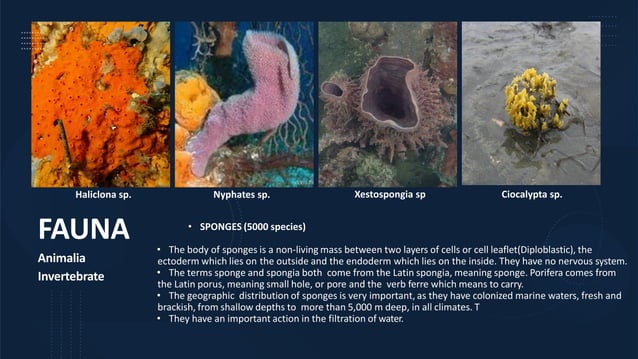 3_Marine biology & ecology_MARINE FLORA FAUNA CLASSIFICATION.pdf | Fish ...