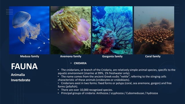 3_Marine biology & ecology_MARINE FLORA FAUNA CLASSIFICATION.pdf | Fish ...