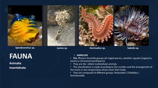 3_Marine biology & ecology_MARINE FLORA FAUNA CLASSIFICATION.pdf | Fish ...