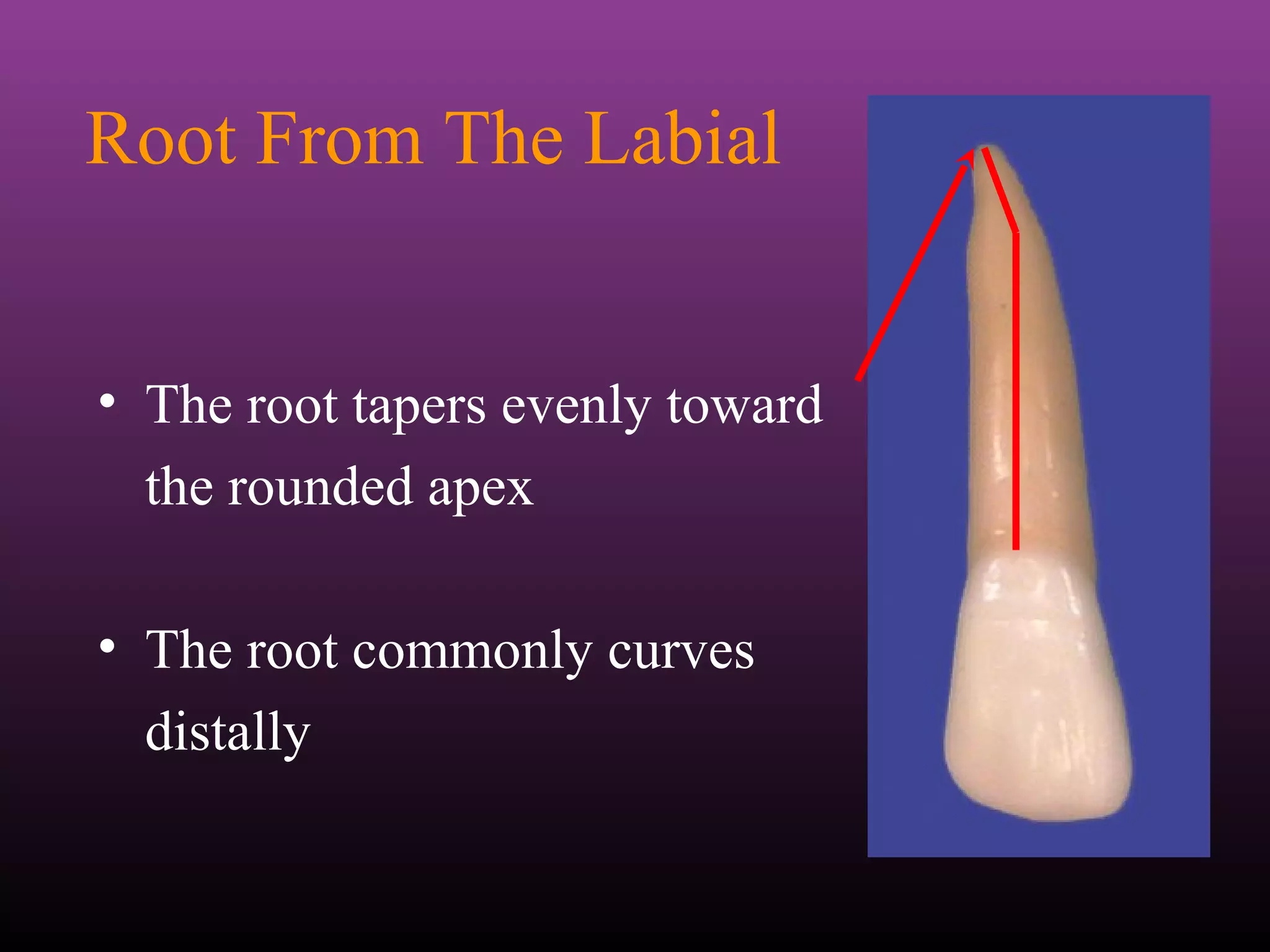 Maxillary Lateral and Mandibular Incisors | PPT