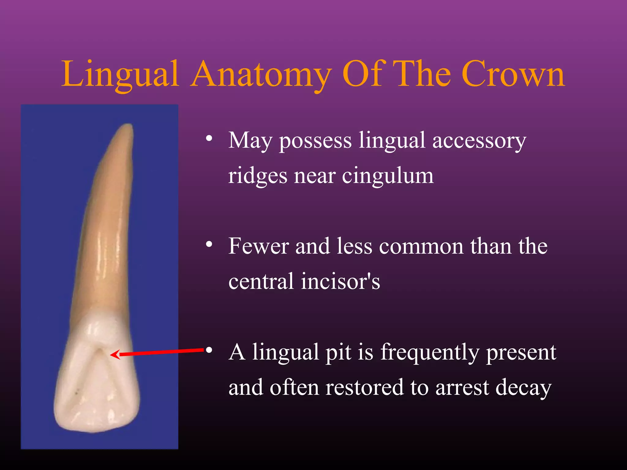 Maxillary Lateral and Mandibular Incisors | PPT