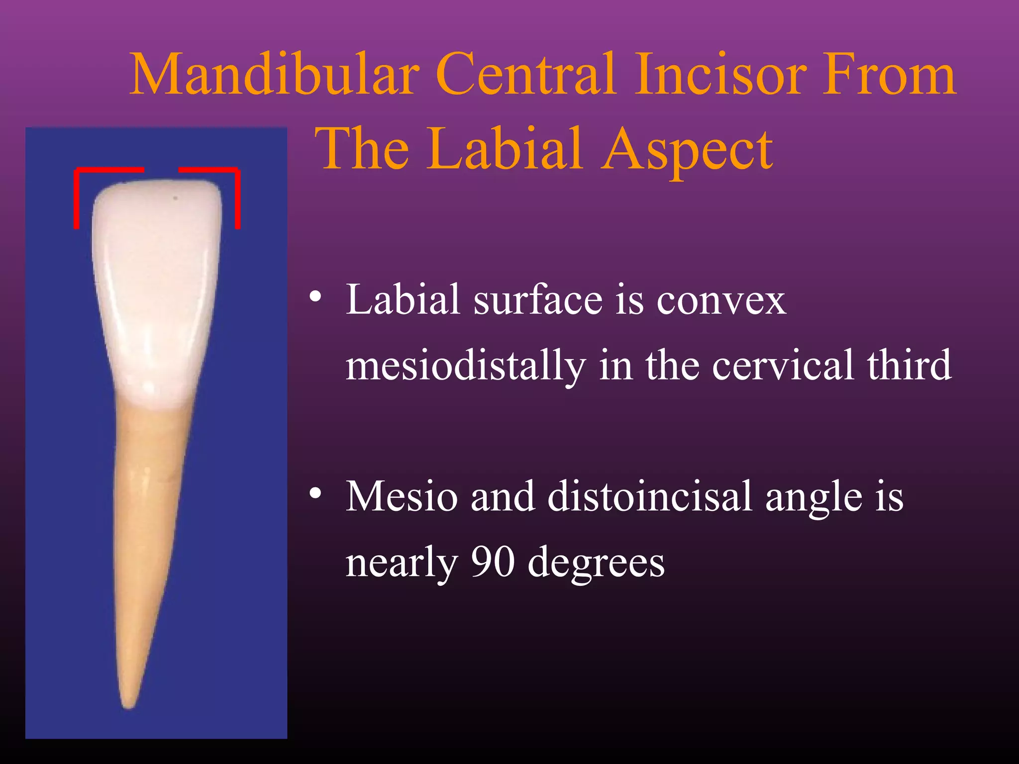 Maxillary Lateral and Mandibular Incisors | PPT