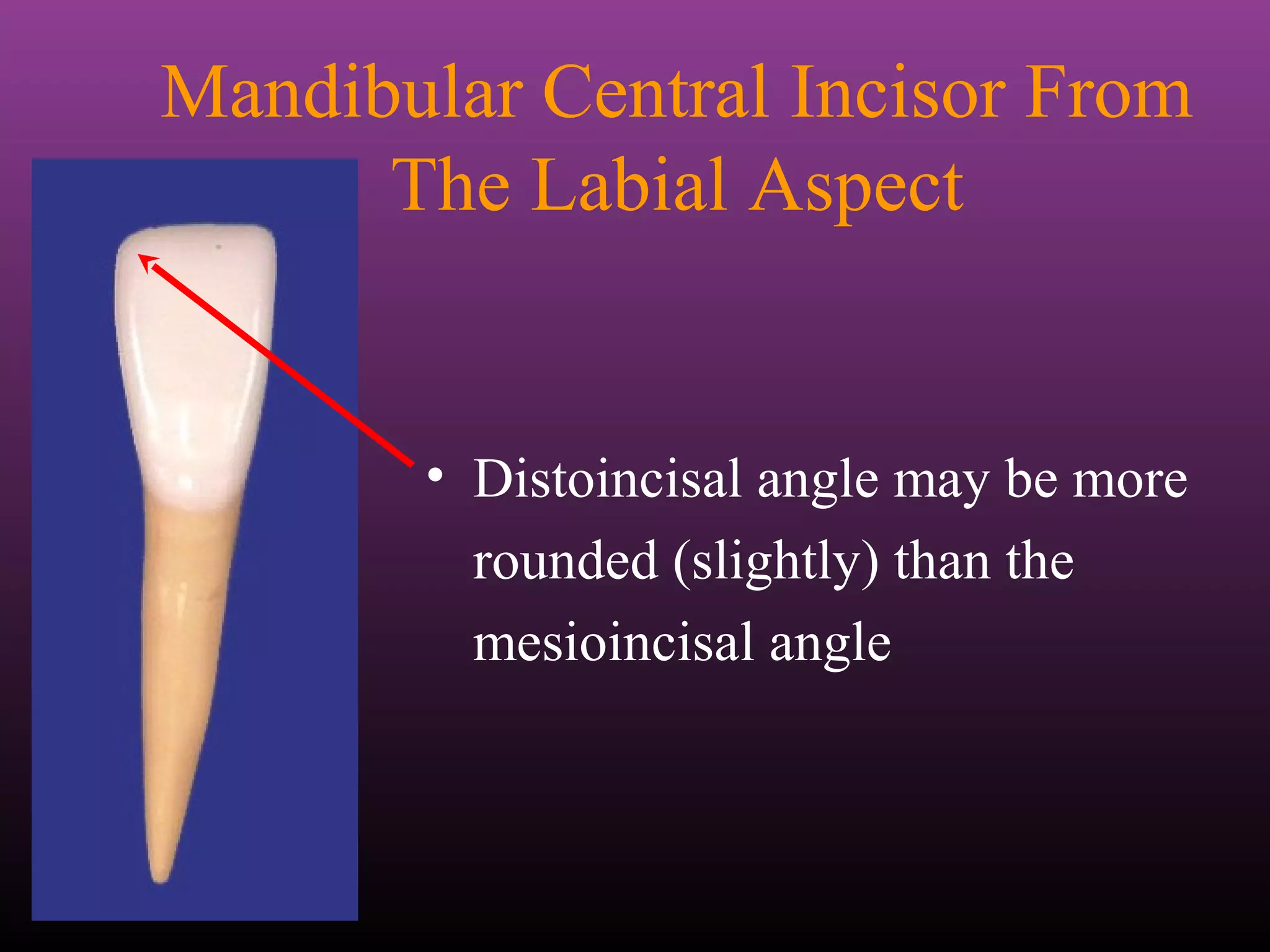 Maxillary Lateral and Mandibular Incisors | PPT
