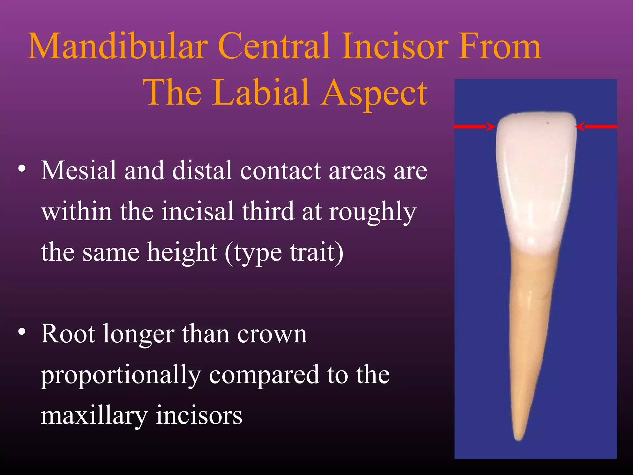 Maxillary Lateral and Mandibular Incisors | PPT
