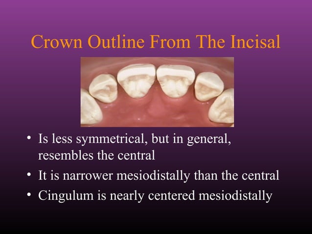 Maxillary Lateral and Mandibular Incisors | PPT | Dental Health ...