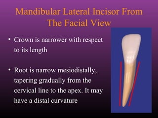 Maxillary Lateral and Mandibular Incisors | PPT